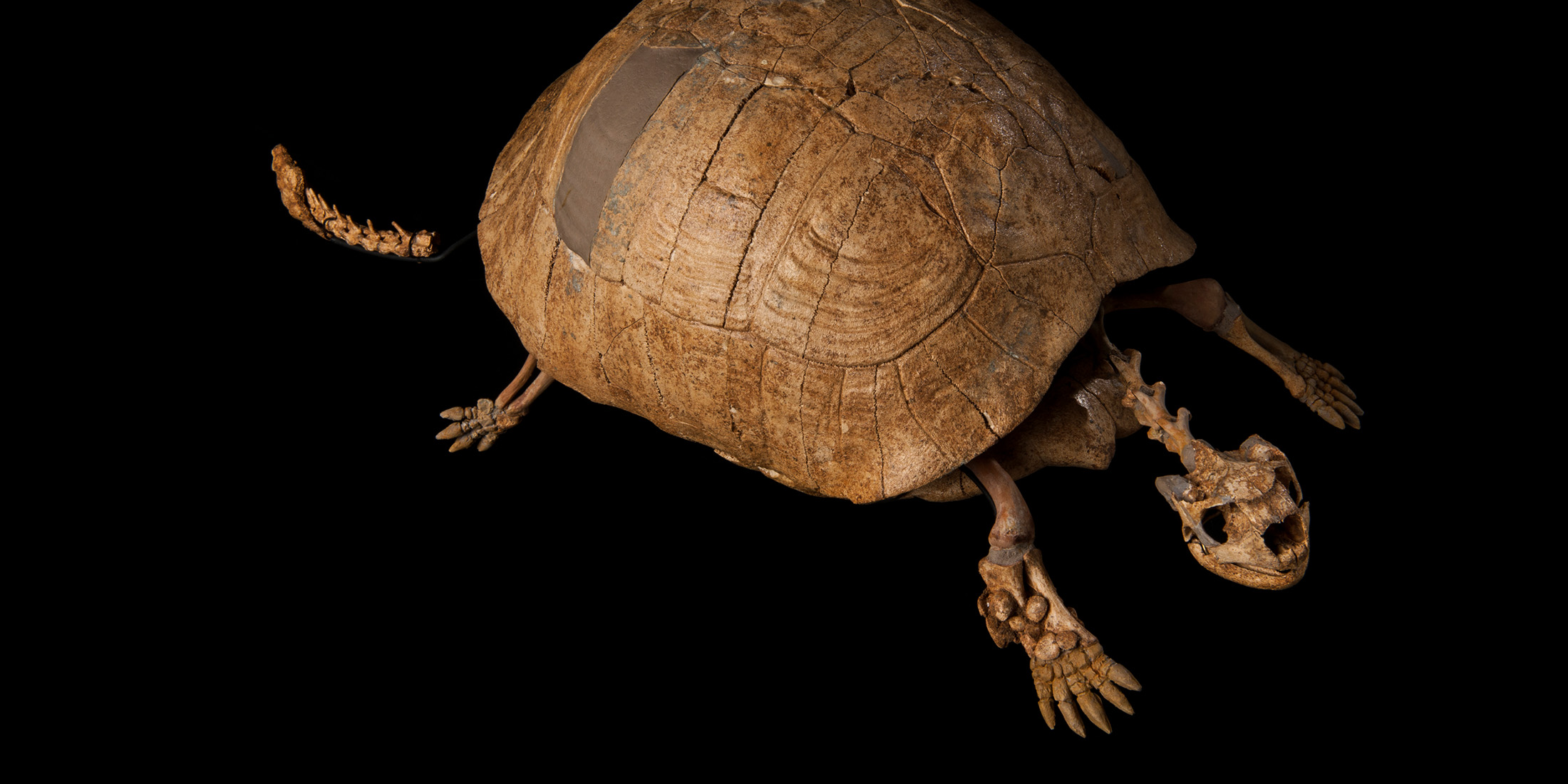 Dwarf Tortoise – Rare, Beautiful & Fascinating: 100 Years @FloridaMuseum
