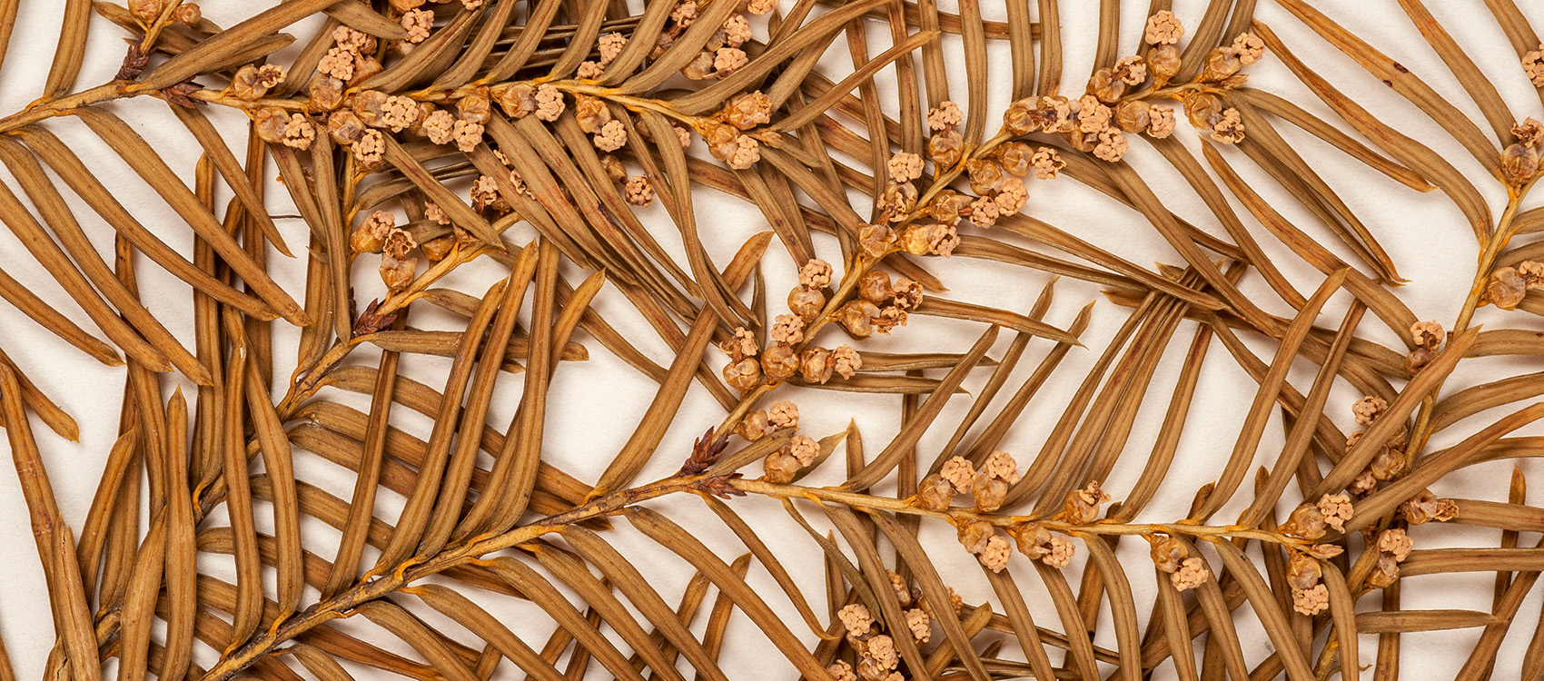 Florida Yew – Rare, Beautiful & Fascinating: 100 Years @FloridaMuseum