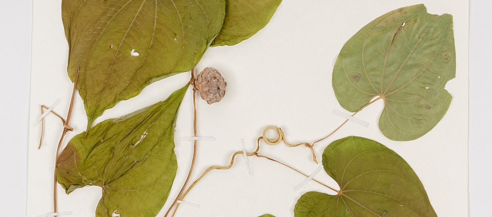 Air Potato – Rare, Beautiful & Fascinating: 100 Years @FloridaMuseum