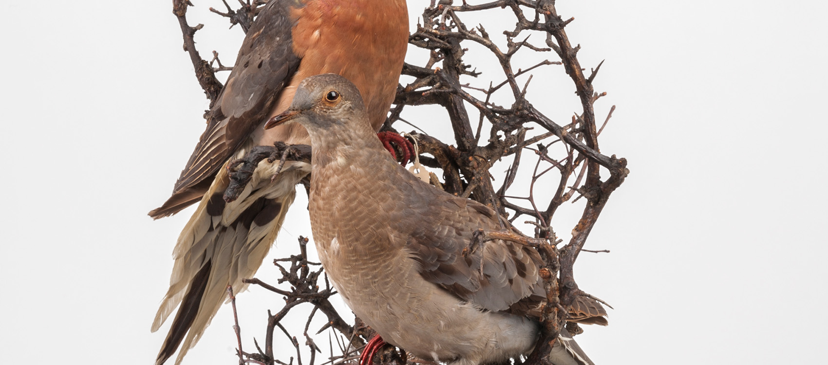 Passenger Pigeon – Rare, Beautiful & Fascinating: 100 Years @FloridaMuseum