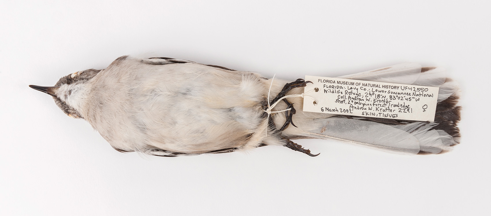 Northern Mockingbird – Rare, Beautiful & Fascinating: 100 Years ...