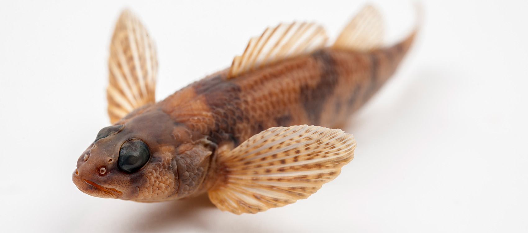 Ichthyology – Rare, Beautiful & Fascinating: 100 Years @FloridaMuseum