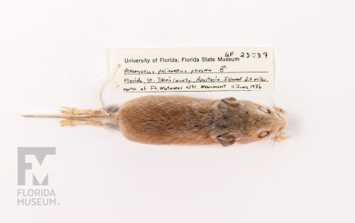 Southeastern Beach Mice – Rare, Beautiful & Fascinating: 100 Years ...