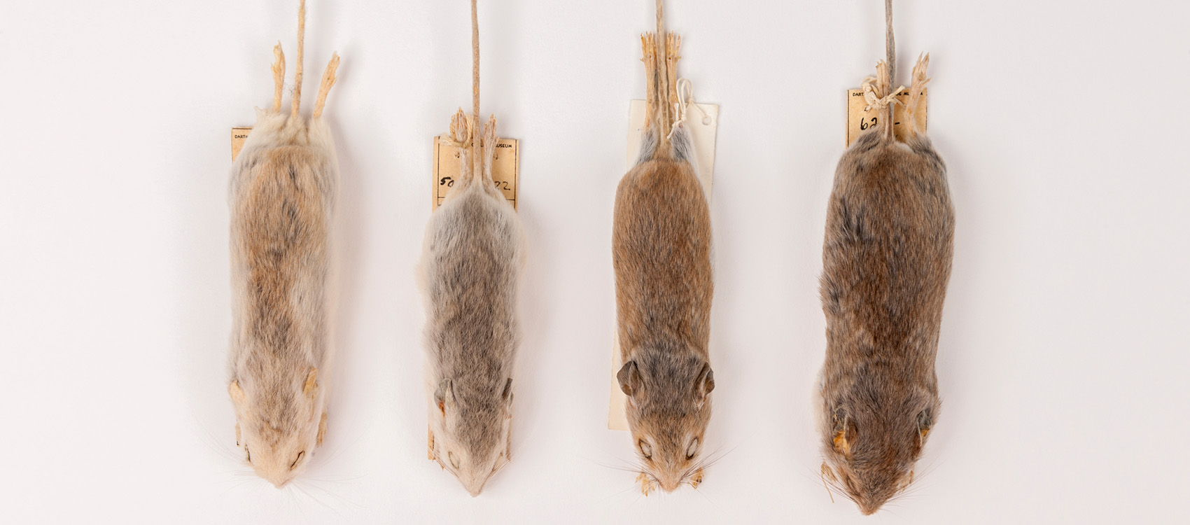 Southeastern Beach Mice – Rare, Beautiful & Fascinating: 100 Years ...