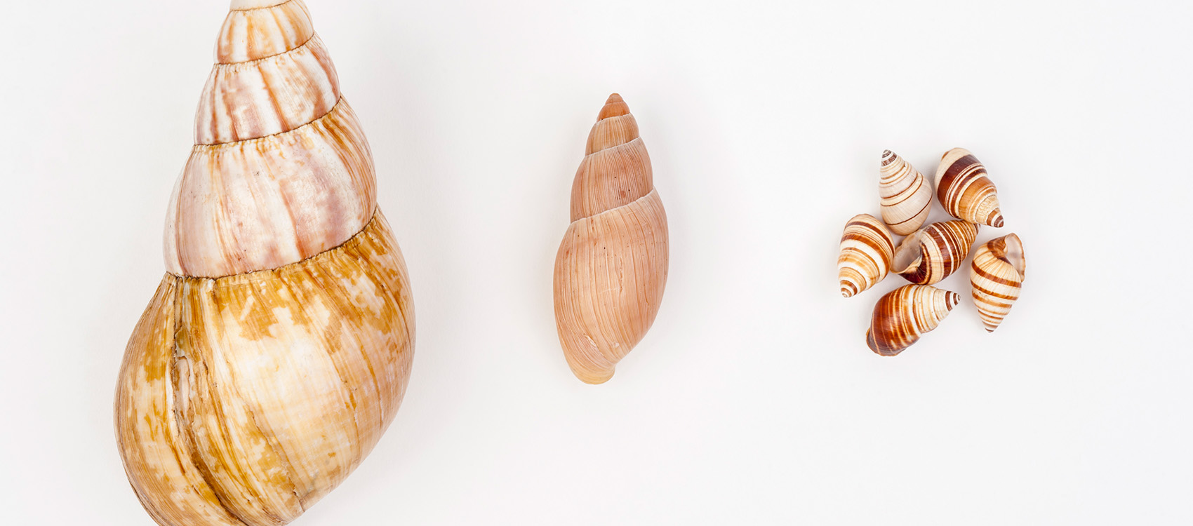 Native and Invasive Land Snails – Rare, Beautiful & Fascinating: 100 ...