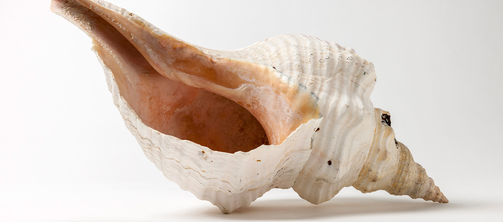 Horse Conch – Rare, Beautiful & Fascinating: 100 Years @FloridaMuseum