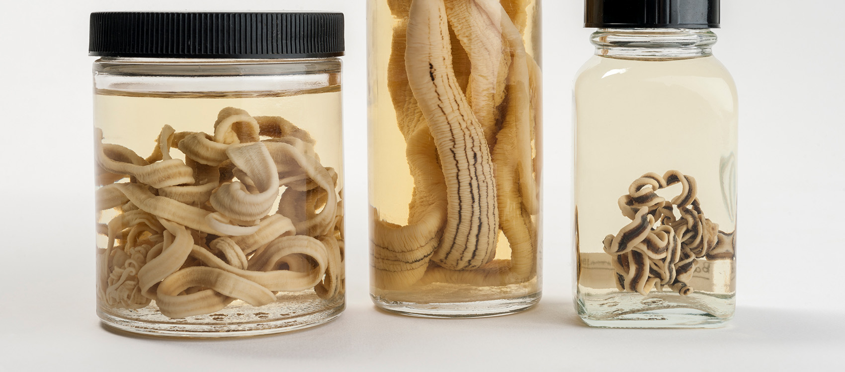 Ribbon Worms – Rare, Beautiful & Fascinating: 100 Years @FloridaMuseum