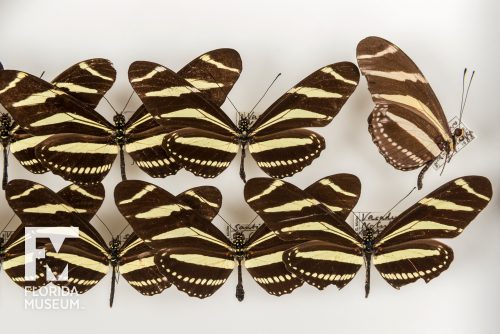 Zebra Longwing – Rare, Beautiful & Fascinating: 100 Years @FloridaMuseum