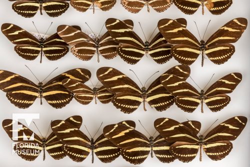 Zebra Longwing – Rare, Beautiful & Fascinating: 100 Years @FloridaMuseum