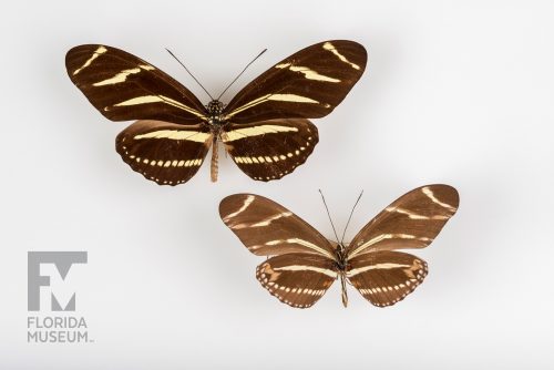 Zebra Longwing – Rare, Beautiful & Fascinating: 100 Years @FloridaMuseum