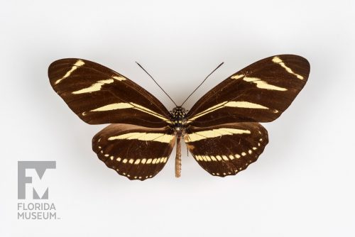 Zebra Longwing – Rare, Beautiful & Fascinating: 100 Years @FloridaMuseum