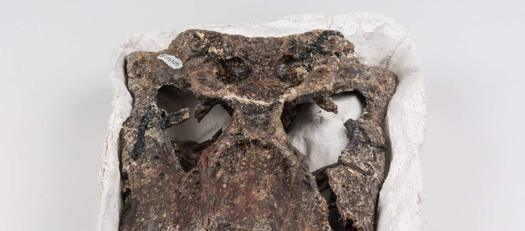 Ancient Alligator – Rare, Beautiful & Fascinating: 100 Years @FloridaMuseum