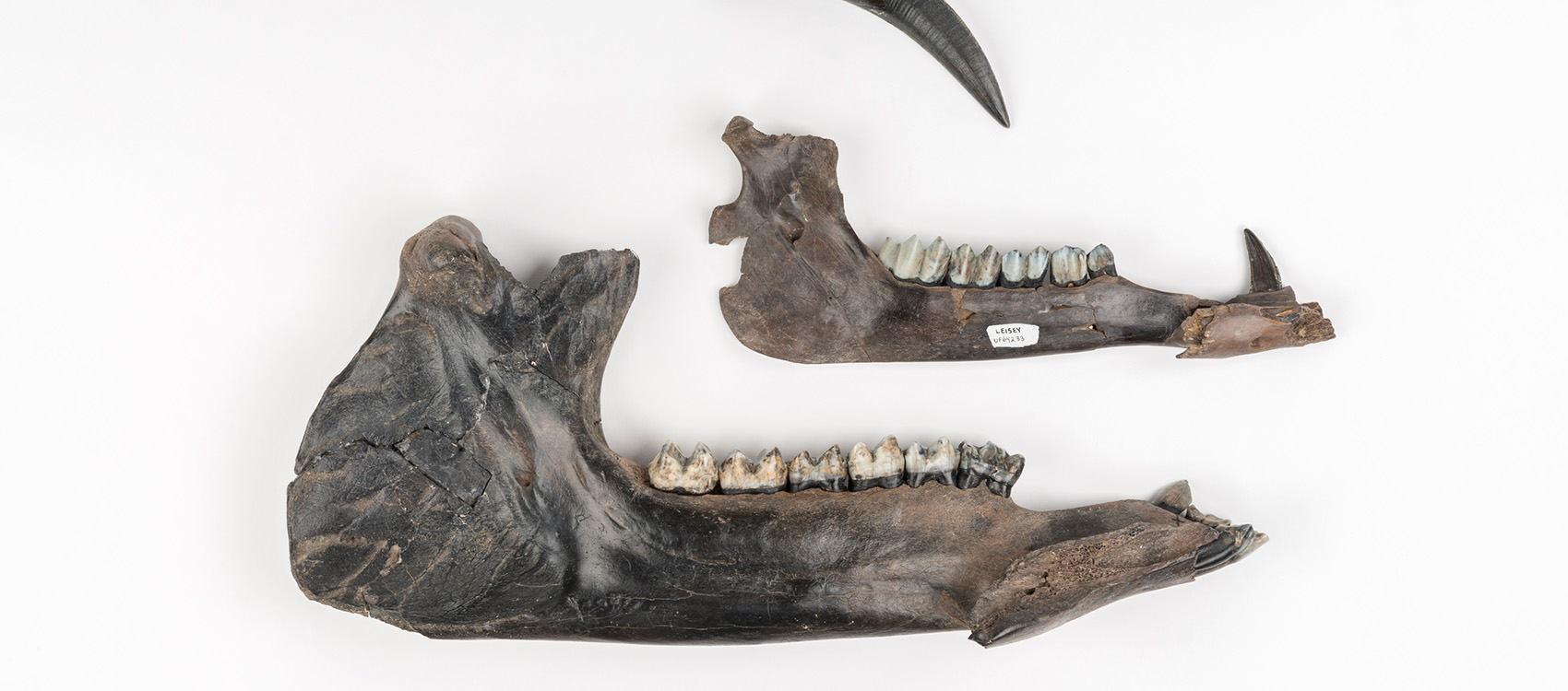 Leisey Shell Pit Specimens – Rare, Beautiful & Fascinating: 100 Years ...