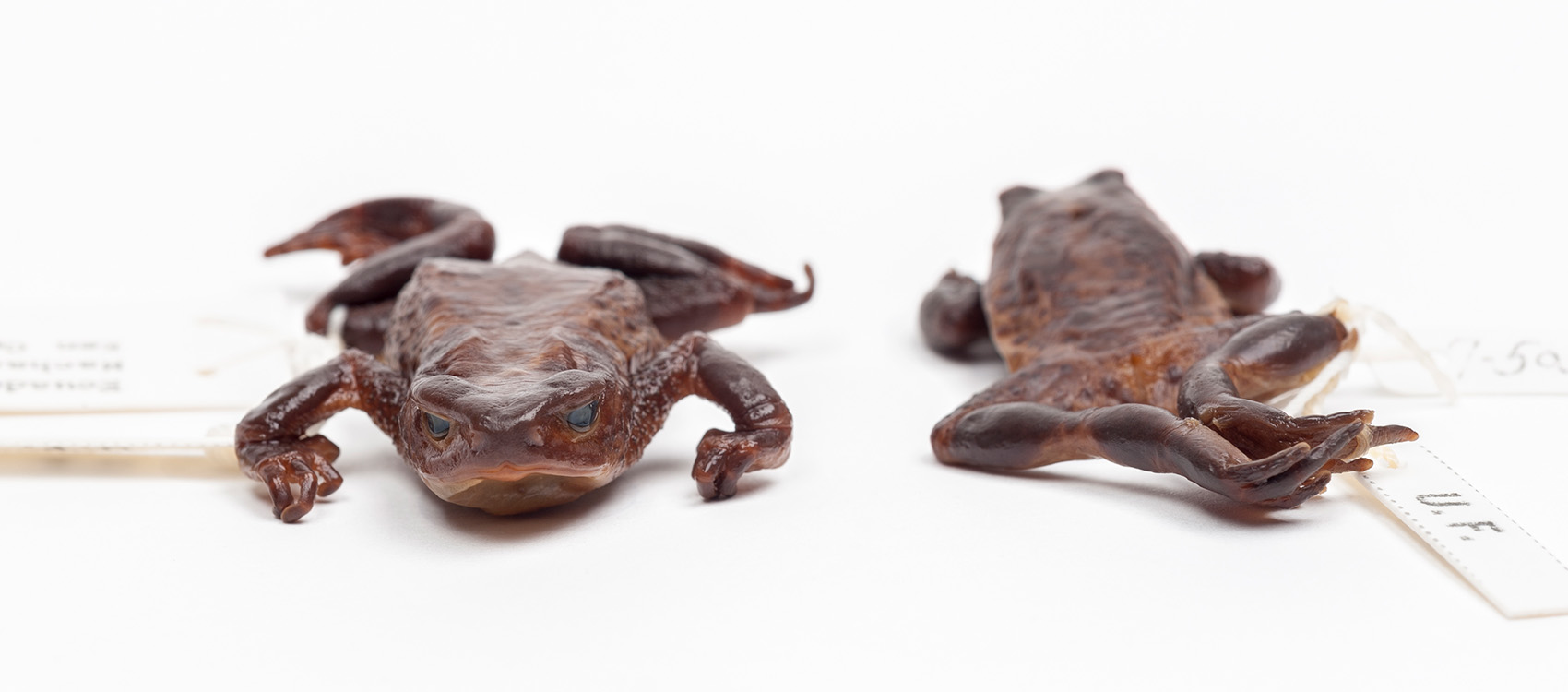 Jambato Toad – Rare, Beautiful & Fascinating: 100 Years @FloridaMuseum