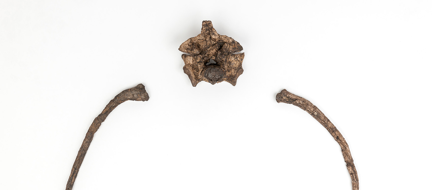 Titanoboa – Rare, Beautiful & Fascinating: 100 Years @FloridaMuseum