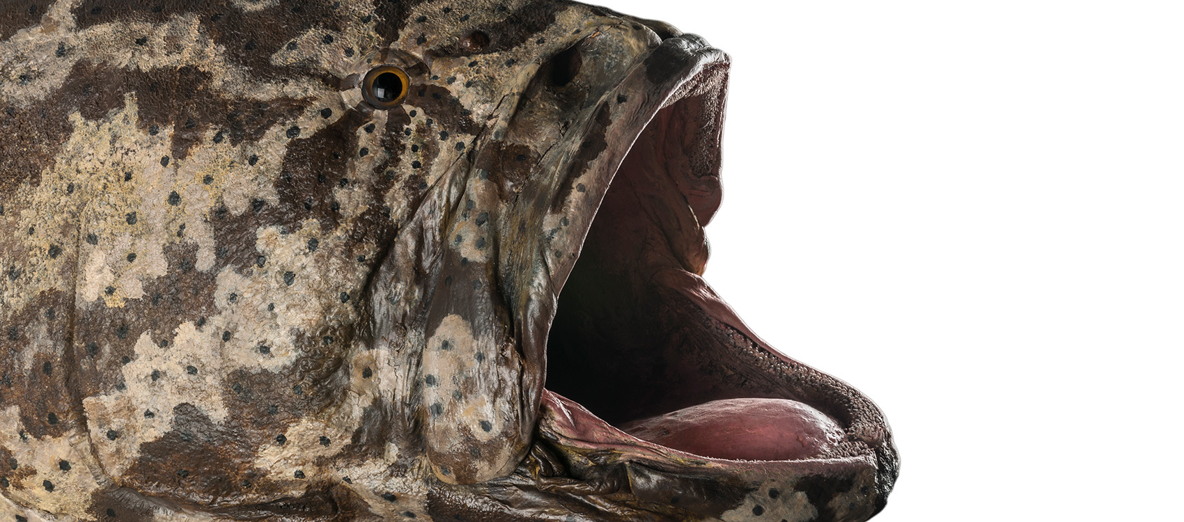 Goliath Grouper – Rare, Beautiful & Fascinating: 100 Years @FloridaMuseum