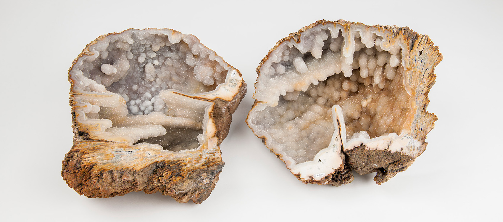 Agatized (Fossil) Coral – Rare, Beautiful & Fascinating: 100 Years ...