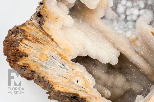 Agatized (Fossil) Coral – Rare, Beautiful & Fascinating: 100 Years ...