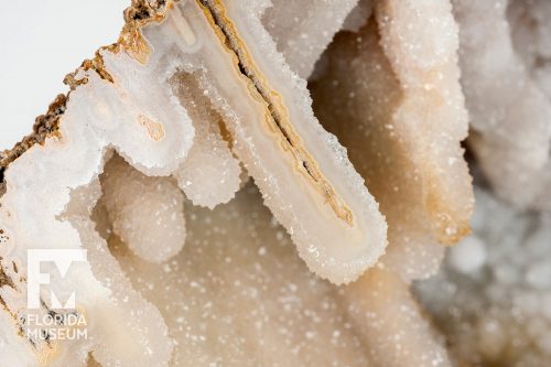 Agatized (Fossil) Coral – Rare, Beautiful & Fascinating: 100 Years ...