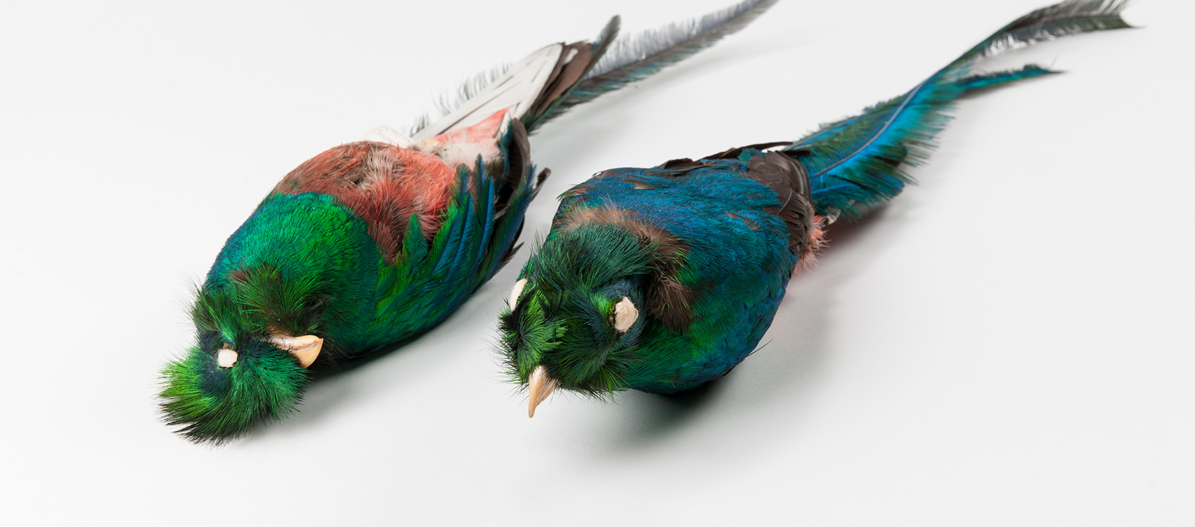 Resplendent Quetzal – Rare, Beautiful & Fascinating: 100 Years ...