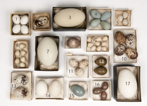 Bird Eggs from the Doe Collection – Rare, Beautiful & Fascinating: 100 ...
