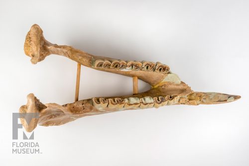 Rhinoceroses – Rare, Beautiful & Fascinating: 100 Years @FloridaMuseum