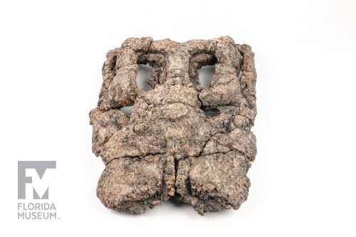 Blunt-snouted Dyrosaurid – Rare, Beautiful & Fascinating: 100 Years ...