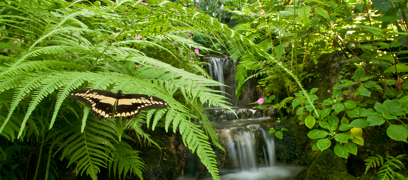 Butterfly Connection Program – Support