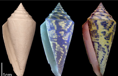 Research: Paleobiology of the Killer Cone Snails – FOSSIL Project Archive