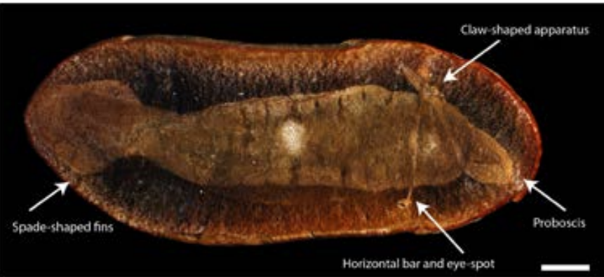 Research: The Mystery of the Tully Monster has Been Solved – FOSSIL ...
