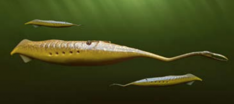 Research: The Mystery of the Tully Monster has Been Solved – FOSSIL ...