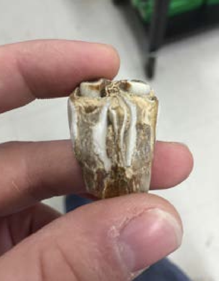 Featured Fossil: Ancient Bison Tooth–or Not? Introducing the “Burn Test ...