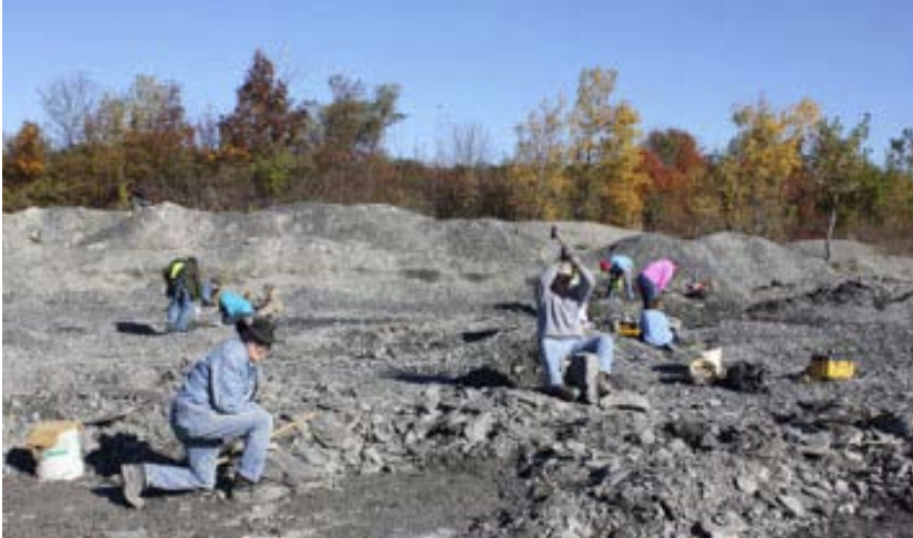 Club Corner: Delaware Valley Paleontological Society – FOSSIL Project ...