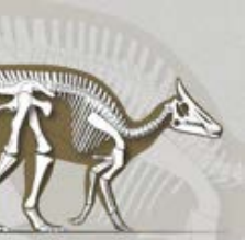 A Dinosaur for California! – FOSSIL Project Archive