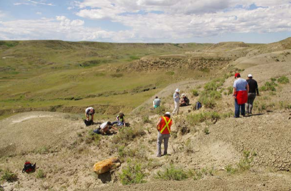 Club Corner: The Alberta Palaeontological Society – FOSSIL Project Archive