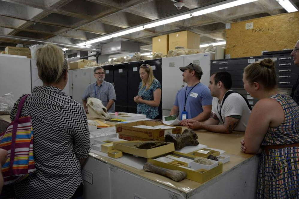 Education: Fossil Horses Go to School – FOSSIL Project Archive