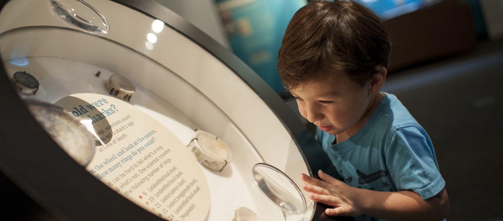 For Educators – Florida Museum of Natural History