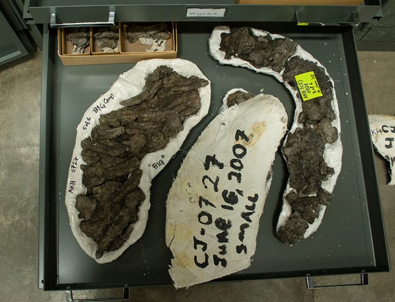 Plaster Jacket Preparation – For Educators