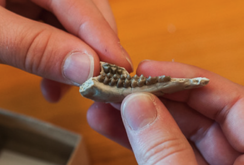 Analyzing major faunal families of the Great American Biotic ...