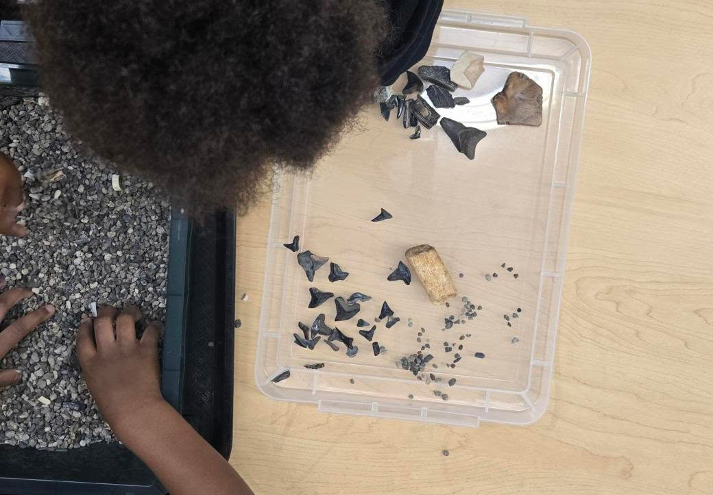 Fossil Dig with Head Start! – For Educators