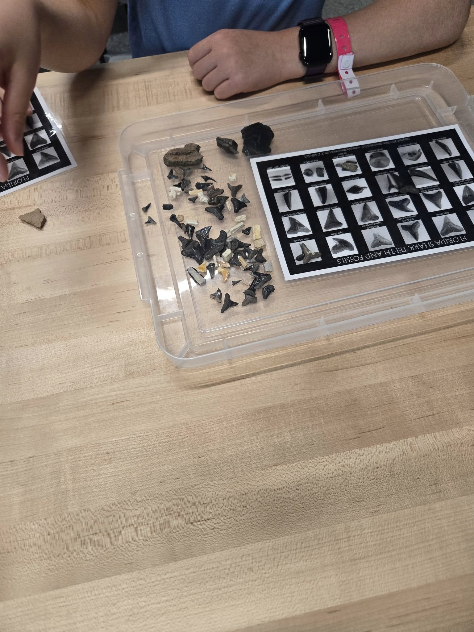 National Fossil Day with the Education Team – For Educators