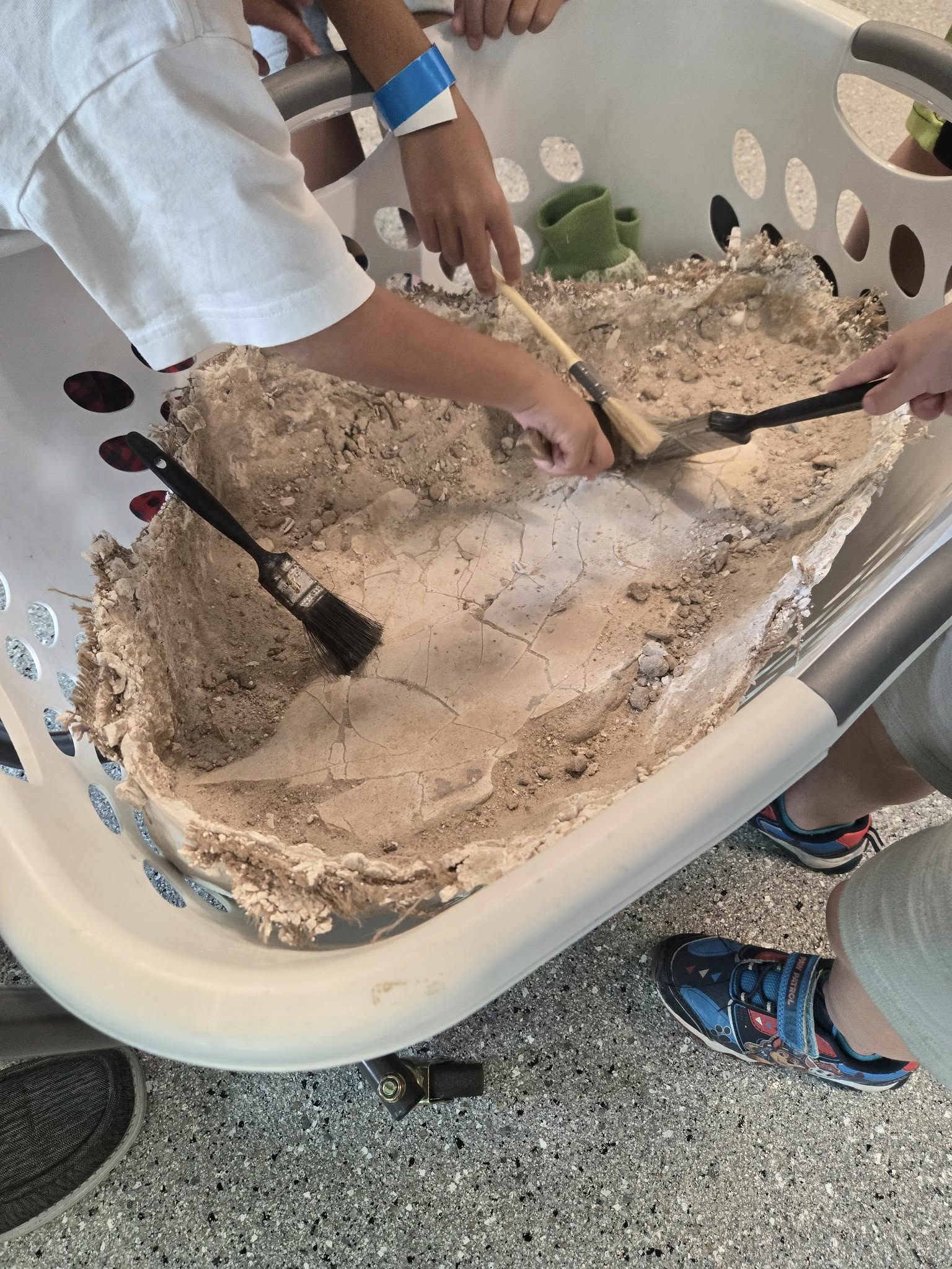 National Fossil Day with the Education Team – For Educators