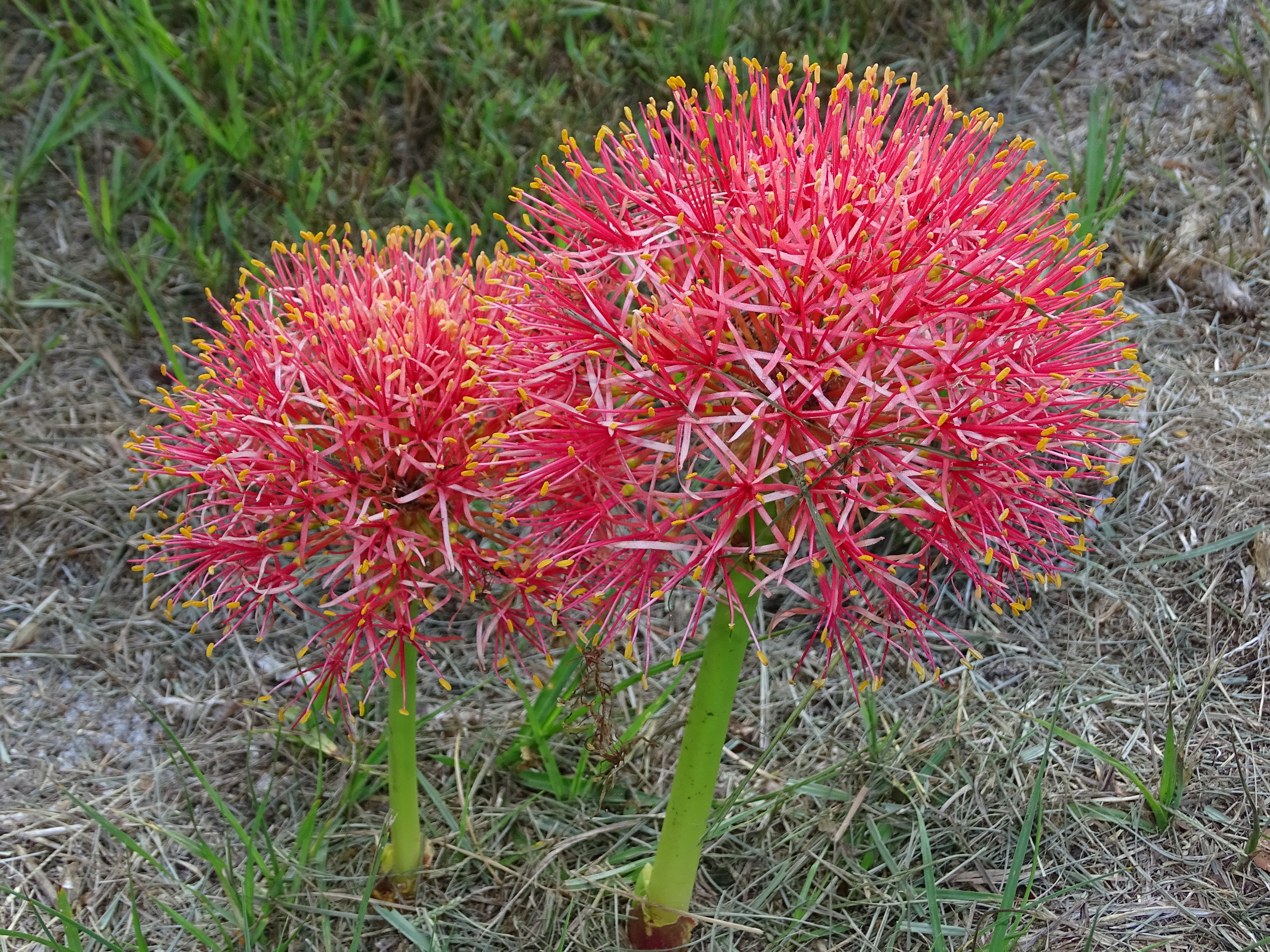 #304 Blood Lily – Shopping