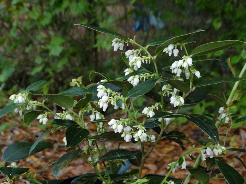 #503 Coastal Doghobble – Shopping