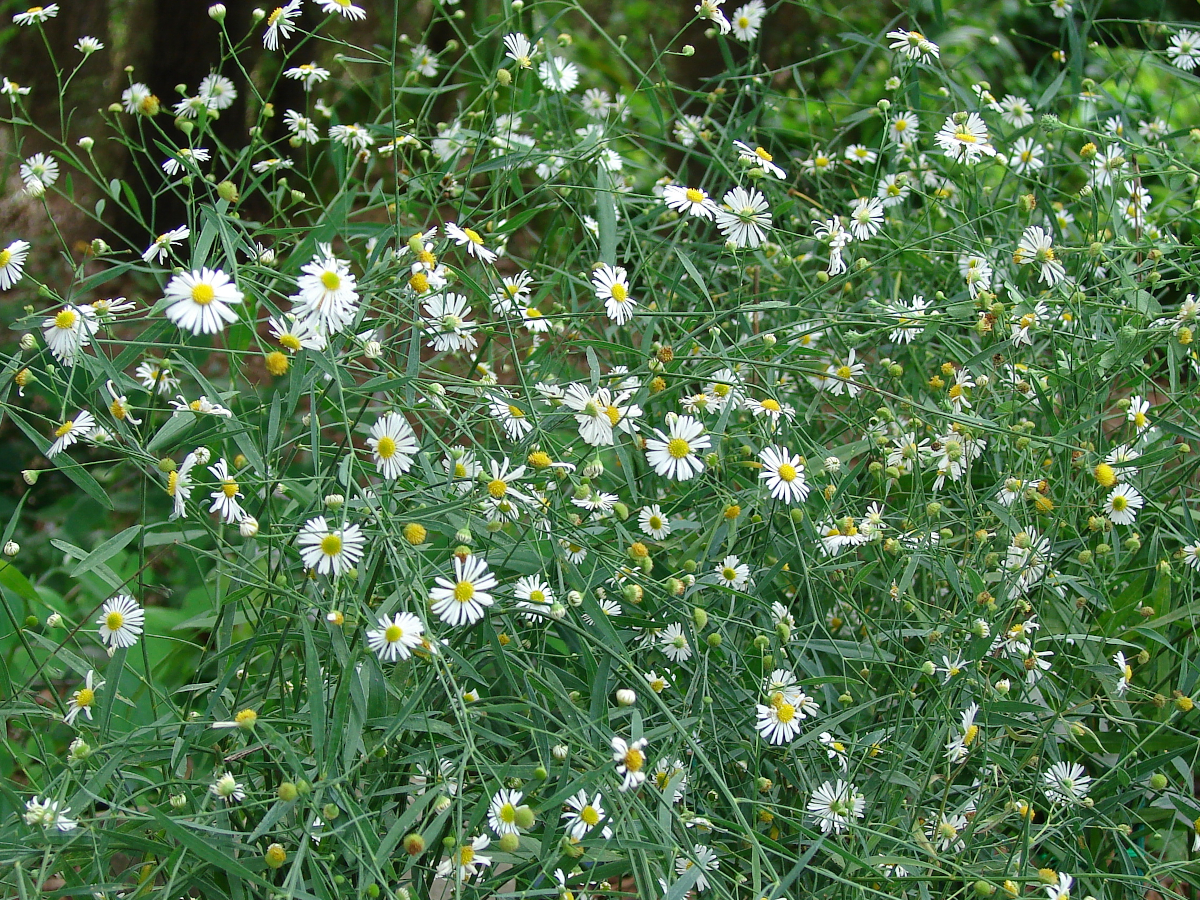 #594 False Aster – Shopping