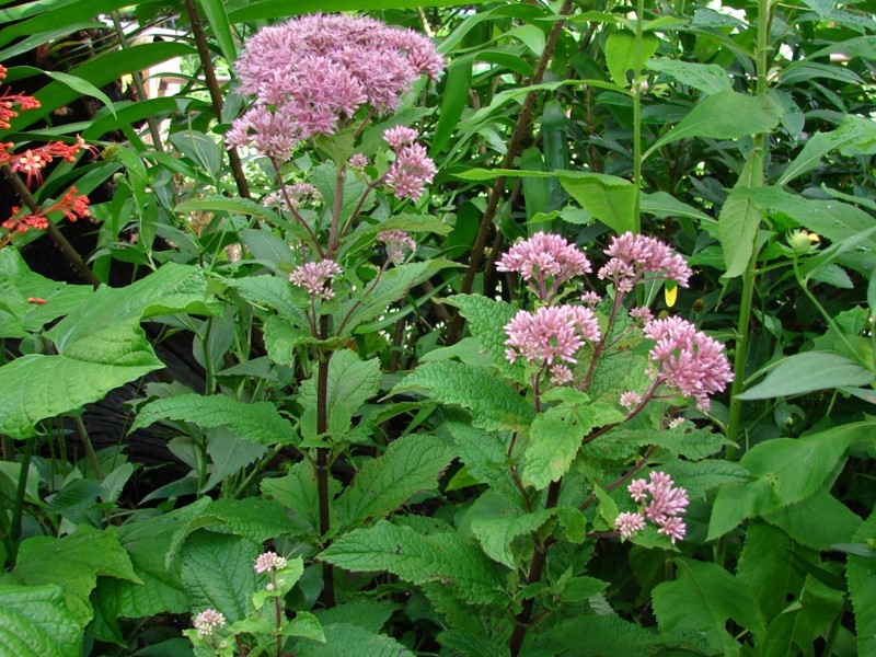 #478 Little Joe Pye Weed – Shopping