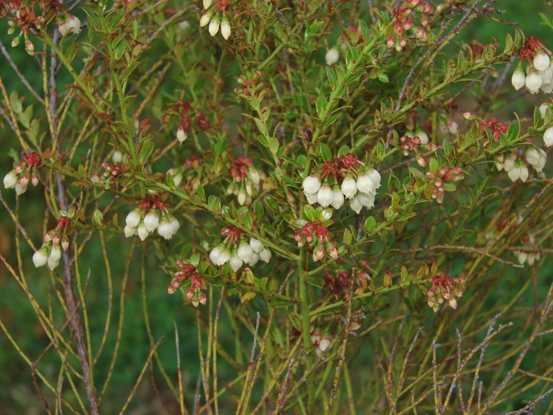 #447 Shiny Blueberry – Shopping