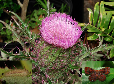 #454 Purple Thistle – Shopping