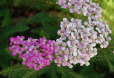 #272 Yarrow – Shopping