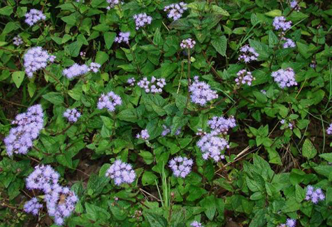 Spring Plant Sale – Shopping